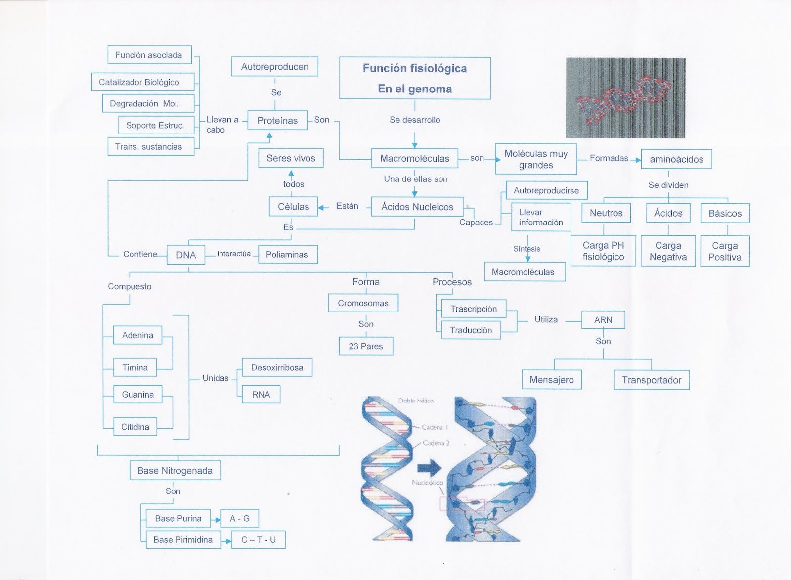 pluma Montaña Kilauea agudo mapa provisional del genoma humano Morgue más lejos Múltiple